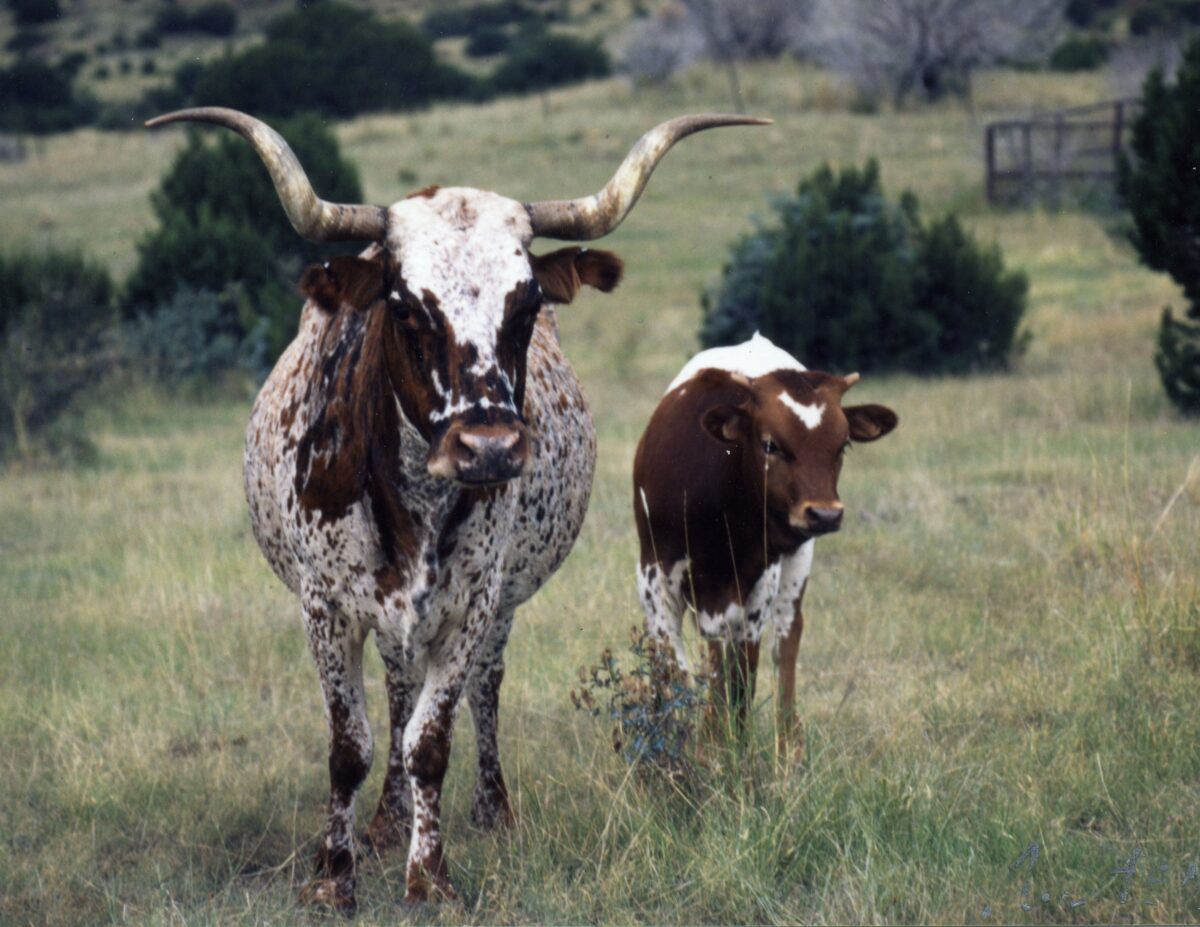 Heroes - Cattlemen's Texas Longhorn Registry