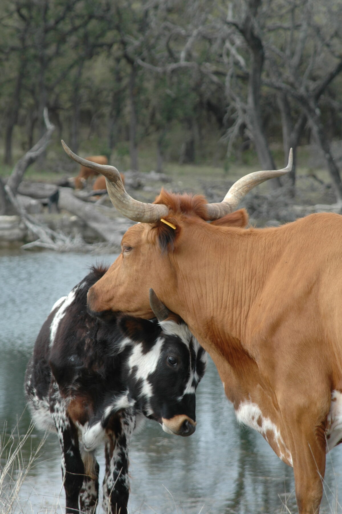 CTLR Home - Cattlemen's Texas Longhorn Registry