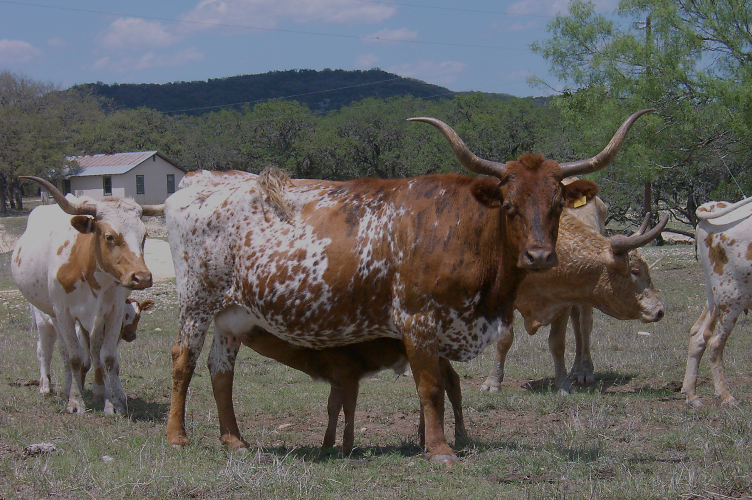 About - Cattlemen's Texas Longhorn Registry