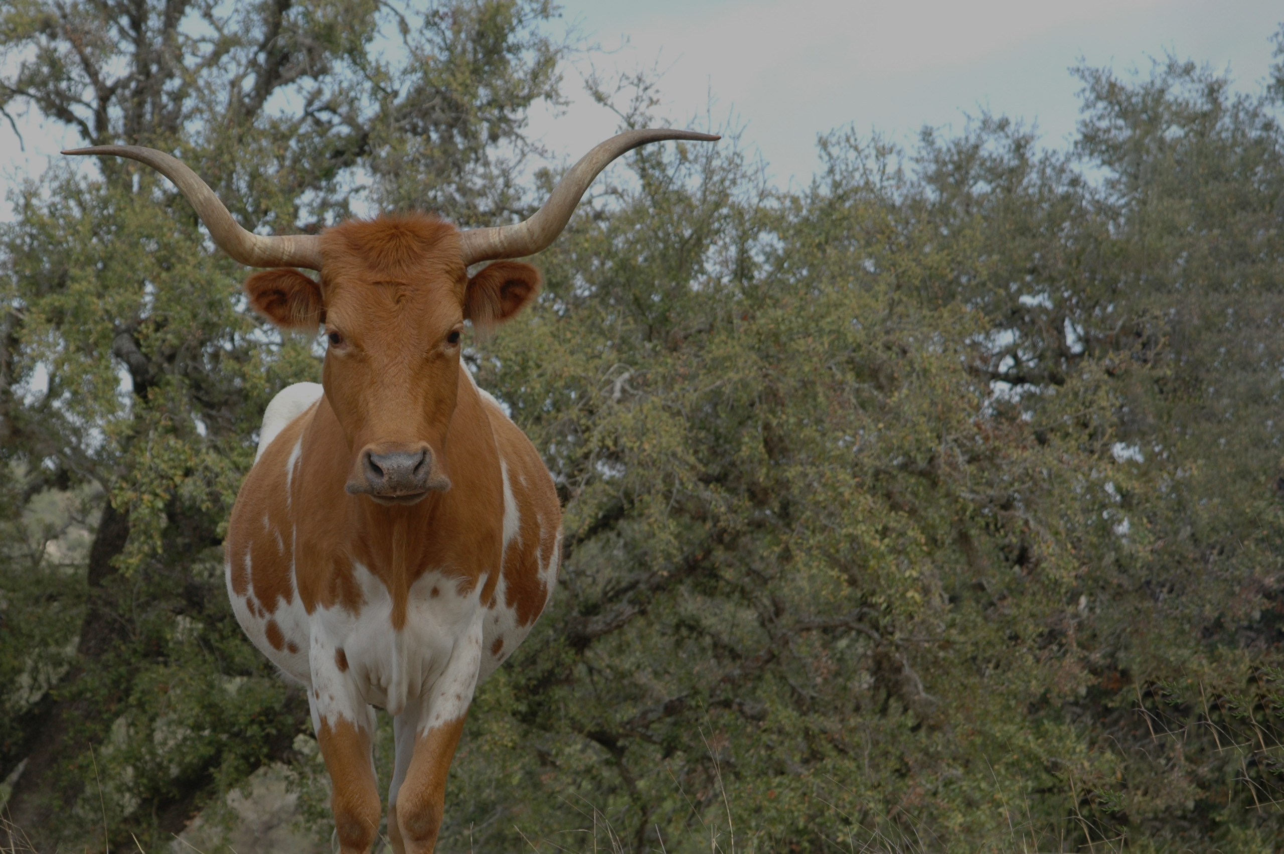 Officers and Members - Cattlemen's Texas Longhorn Registry