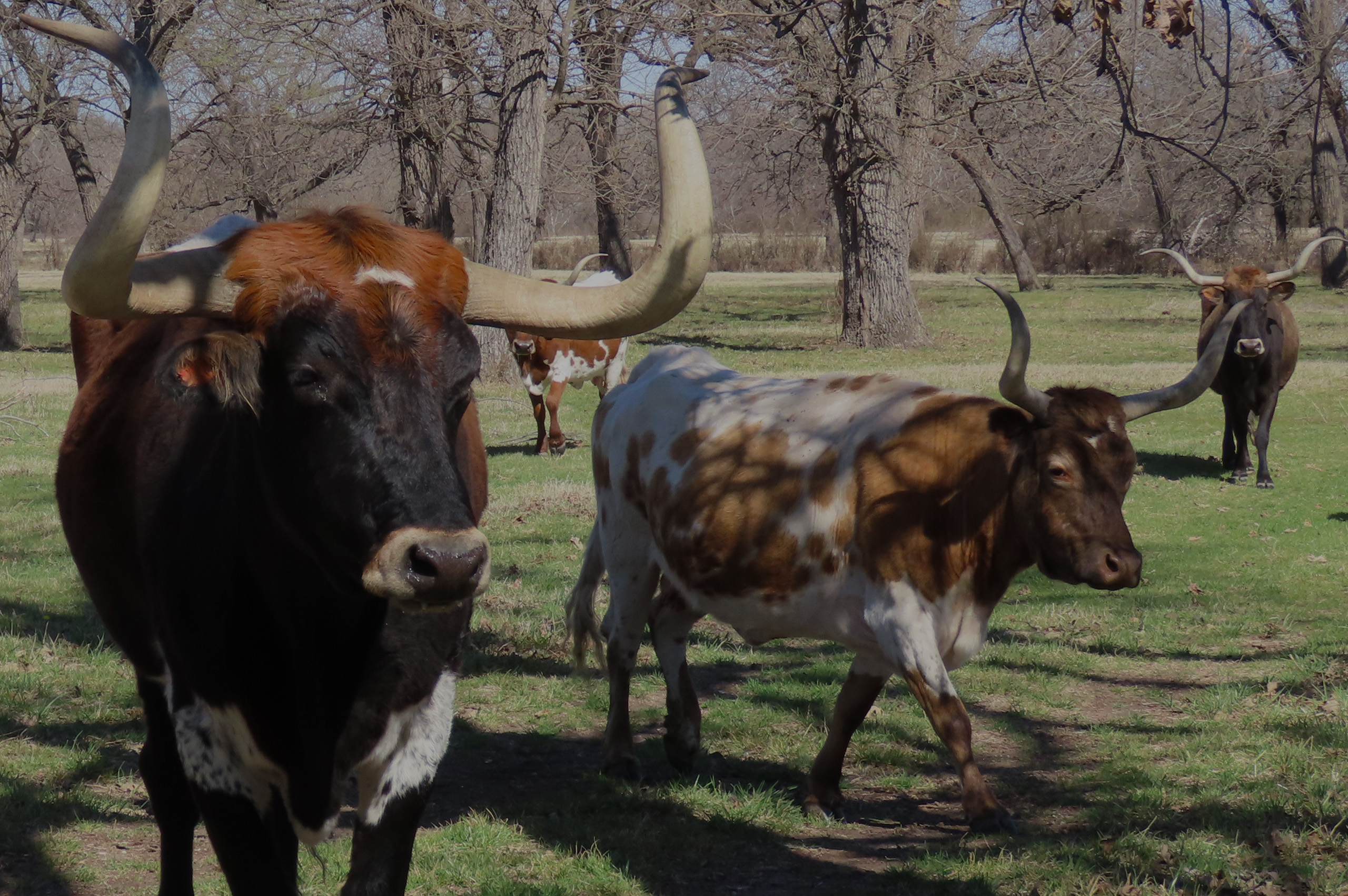 Membership - Cattlemen's Texas Longhorn Registry