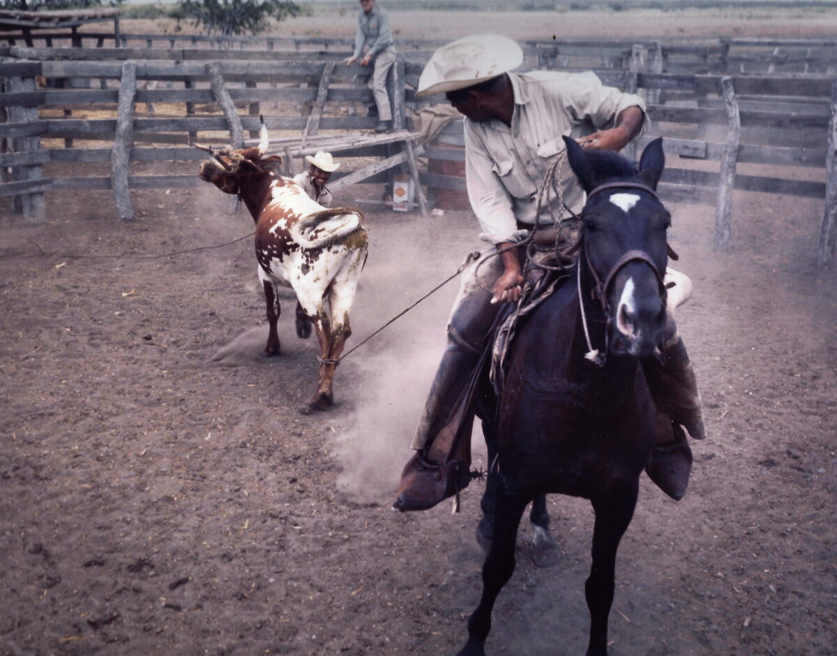 About - Cattlemen's Texas Longhorn Registry