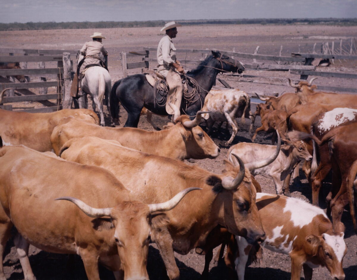 About - Cattlemen's Texas Longhorn Registry